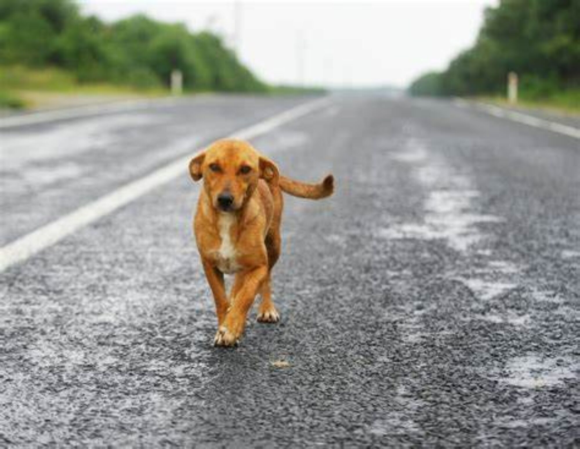 Les chiens - Mairie d'Avessac